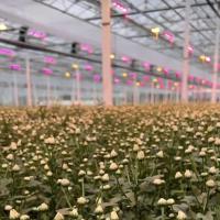 China Multi-Span Hydroponics Growing with Good Light Transmission and Customizable Options for sale