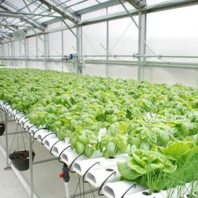 Cina Personalizzazione del sistema idroponico in serra ad alto rendimento per la sostenibilità commerciale in vendita