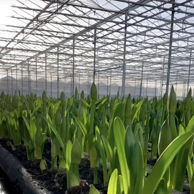 中国 ベンロガラス温室水栽培システム オランダ製の野菜 販売のため