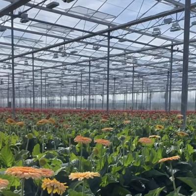中国 ベンロガラス温室水栽培システム オランダ製の野菜 販売のため