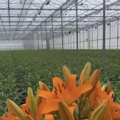 中国 ベンロガラス温室水栽培システム オランダ製の野菜 販売のため