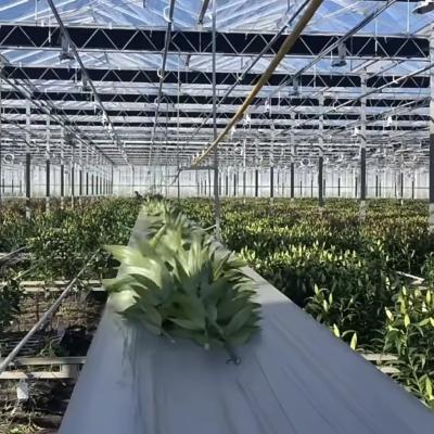 Cina 100.000kg Pacchetto Peso lordo Sistema idroponico a serra in vetro con irrigazione a goccia in vendita