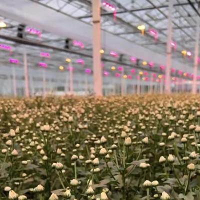 Cina Sistema di coltivazione idroponica in serra con schermo ombroso Struttura in acciaio in vendita