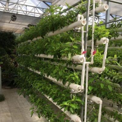 Cina Sistema idroponico innovativo per la coltivazione in serra a pellicola Opzione di pagamento completo in vendita
