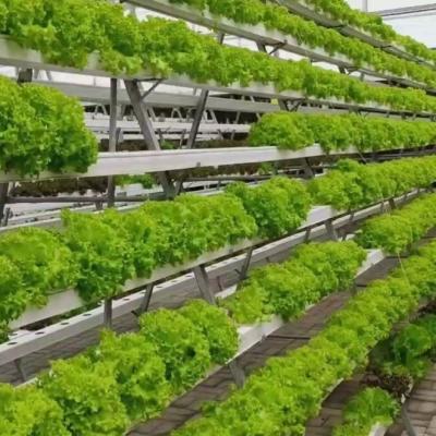 Cina Sistema idroponico innovativo per la coltivazione in serra a pellicola Opzione di pagamento completo in vendita