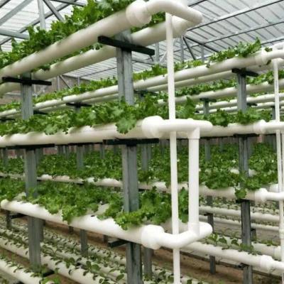 Cina Sistema idroponico innovativo per la coltivazione in serra a pellicola Opzione di pagamento completo in vendita