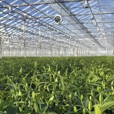 Cina Sistema idroponico in serra a vetro per fiori a prezzi accessibili Costo di spedizione in vendita