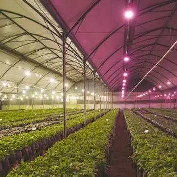 Cina Serra illuminante anti goccioline per la coltivazione di sementi in vendita