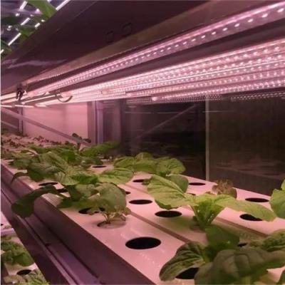 Cina Serra illuminante anti goccioline per la coltivazione di sementi in vendita