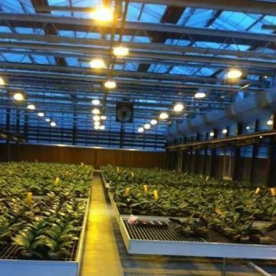 Cina Serra illuminante anti goccioline per la coltivazione di sementi in vendita