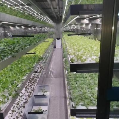 Cina Installazione idroponica in serra di vetro per coltivazione tutto l'anno Costo di spedizione accessibile in vendita