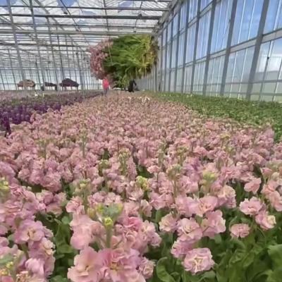 Cina Sistema idroponico in serra di vetro a prezzi ragionevoli per le esigenze agricole su larga scala in vendita