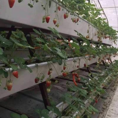 Cina 9.6m serra a pellicola per il rendimento massimo nella coltivazione senza suolo e pagamento iniziale in vendita