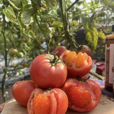 Cina Origine Sistema idroponico in serra di vetro per la coltivazione di fiori US 20/mq in vendita
