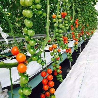 Cina Sistema idroponico per serre agricole su larga scala con metodo di riscaldamento temporaneo in vendita