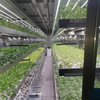 Cina Sistema idroponico per serre agricole su larga scala con metodo di riscaldamento temporaneo in vendita