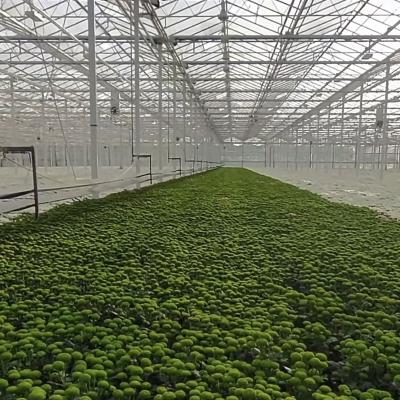 中国 栄養素の吸収を改善するための多色幕ガラス温室水栽培 販売のため