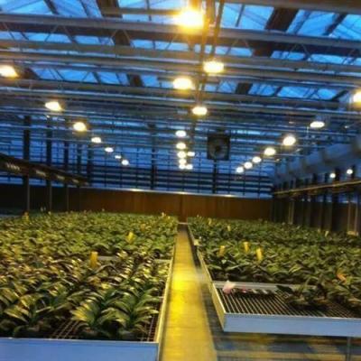 Cina Ambiente controllato Serra per piante illuminata con copertura e illuminazione in vetro in vendita