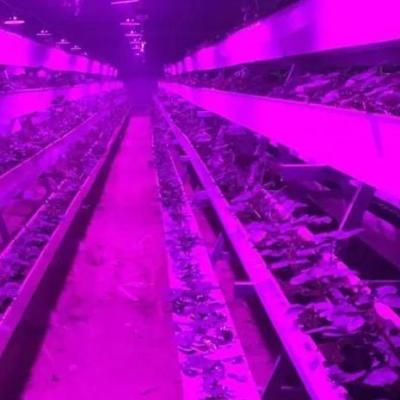 Cina Ambiente controllato Serra per piante illuminata con copertura e illuminazione in vetro in vendita