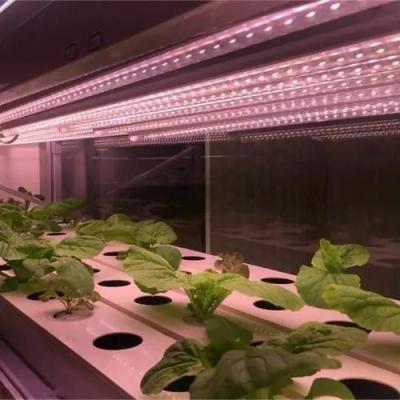 Cina Ambiente controllato Serra per piante illuminata con copertura e illuminazione in vetro in vendita