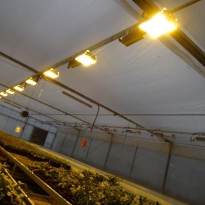 Cina Ambiente controllato Serra per piante illuminata con copertura e illuminazione in vetro in vendita