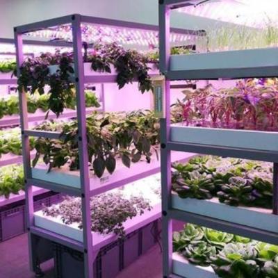 Cina Ambiente controllato Serra per piante illuminata con copertura e illuminazione in vetro in vendita