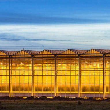 Cina Ambiente controllato Serra per piante illuminata con copertura e illuminazione in vetro in vendita