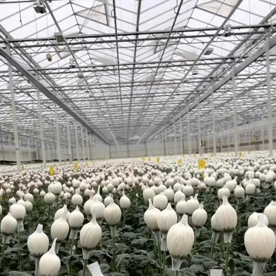 Cina Sistema idroponico in serra con personalizzazione e 100.000 kg di peso lordo del pacchetto in vendita