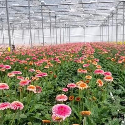 Cina Float mono strato vetro cavo serra idroponica perfetto per l'agricoltura idroponica in vendita