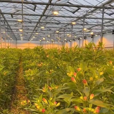 Cina Float mono strato vetro cavo serra idroponica perfetto per l'agricoltura idroponica in vendita