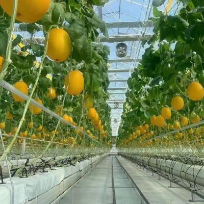 Cina Float mono strato vetro cavo serra idroponica perfetto per l'agricoltura idroponica in vendita