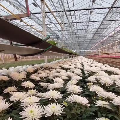 Cina Float mono strato vetro cavo serra idroponica perfetto per l'agricoltura idroponica in vendita