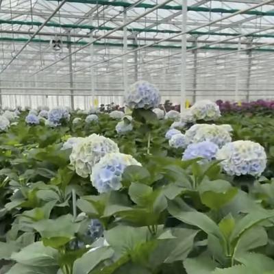 Cina Sistema idroponico in vetro per ortaggi e fiori Tecnologia avanzata in vendita