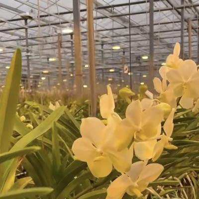 Cina Struttura in acciaio serra in vetro Venlo a doppio strato per il sistema di produzione idroponica in vendita