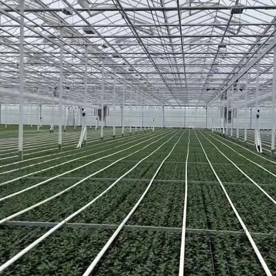 Cina Struttura in acciaio serra in vetro Venlo a doppio strato per il sistema di produzione idroponica in vendita