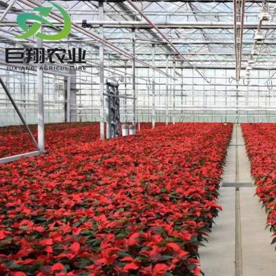 US 40/Piece Agriculture Greenhouse Construction Polycarbonate Sheet Covered for Tomatoes