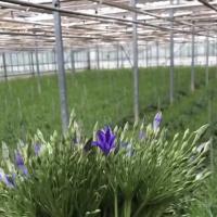 China Greenhouse Hydroponic System for Vegetables and Flowers Double Layer Functionality for sale