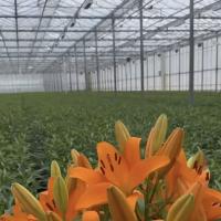 China Greenhouse Hydroponic System for Vegetables and Flowers Double Layer Functionality for sale