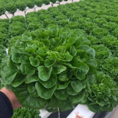 Cina Sistema idroponico in serra per ortaggi e fiori in vendita
