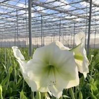 China Greenhouse Hydroponic System for Vegetables and Flowers Double Layer Functionality for sale