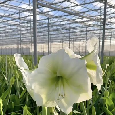 Cina Sistema idroponico in serra per ortaggi e fiori in vendita