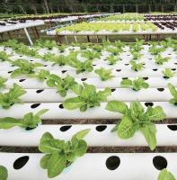 China Greenhouse Hydroponic System for Vegetables and Flowers Double Layer Functionality for sale