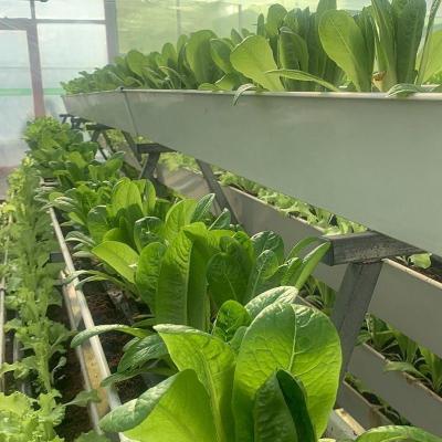 Cina Sementini idroponici coperti di vetro Serra con ombreggiatura esterna e raffreddamento a spruzzo in vendita