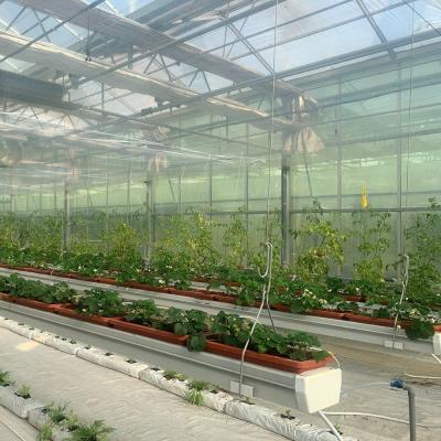 Cina Impianto di serra a pellicola idroponica per la produzione di colture per tutto l'anno in vendita