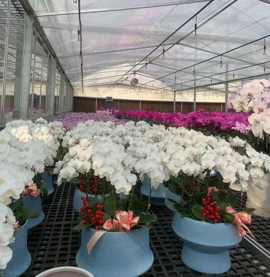 中国 種植物の栽培のための温室 湿ったカーテンとカスタマイズ可能なオプションで照明 販売のため