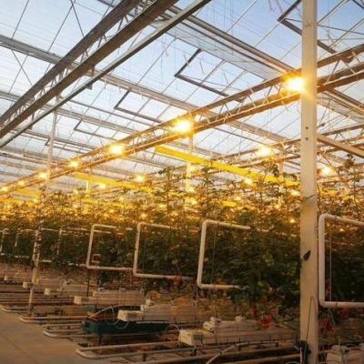 中国 種植物の栽培のための温室 湿ったカーテンとカスタマイズ可能なオプションで照明 販売のため