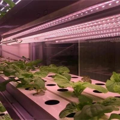 中国 種植物の栽培のための温室 湿ったカーテンとカスタマイズ可能なオプションで照明 販売のため