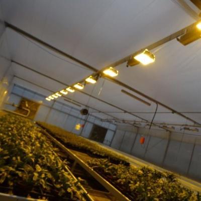 中国 種植物の栽培のための温室 湿ったカーテンとカスタマイズ可能なオプションで照明 販売のため