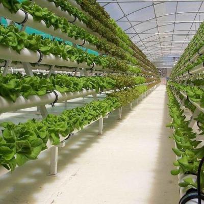 中国 種植物の栽培のための温室 湿ったカーテンとカスタマイズ可能なオプションで照明 販売のため