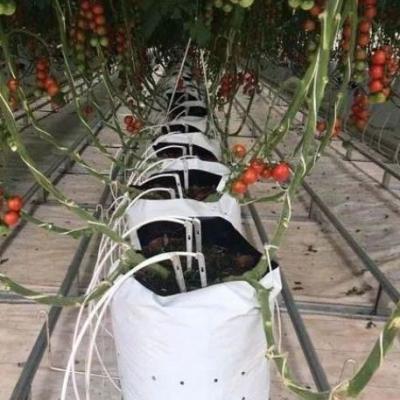 中国 種植物の栽培のための温室 湿ったカーテンとカスタマイズ可能なオプションで照明 販売のため